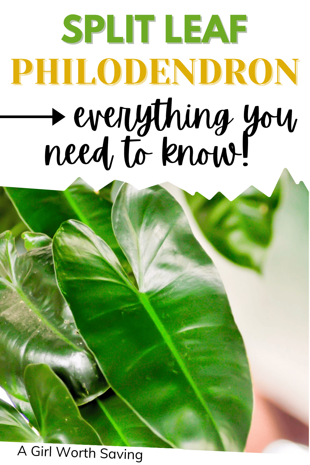Split Leaf Philodendron: Everything you Need to Know